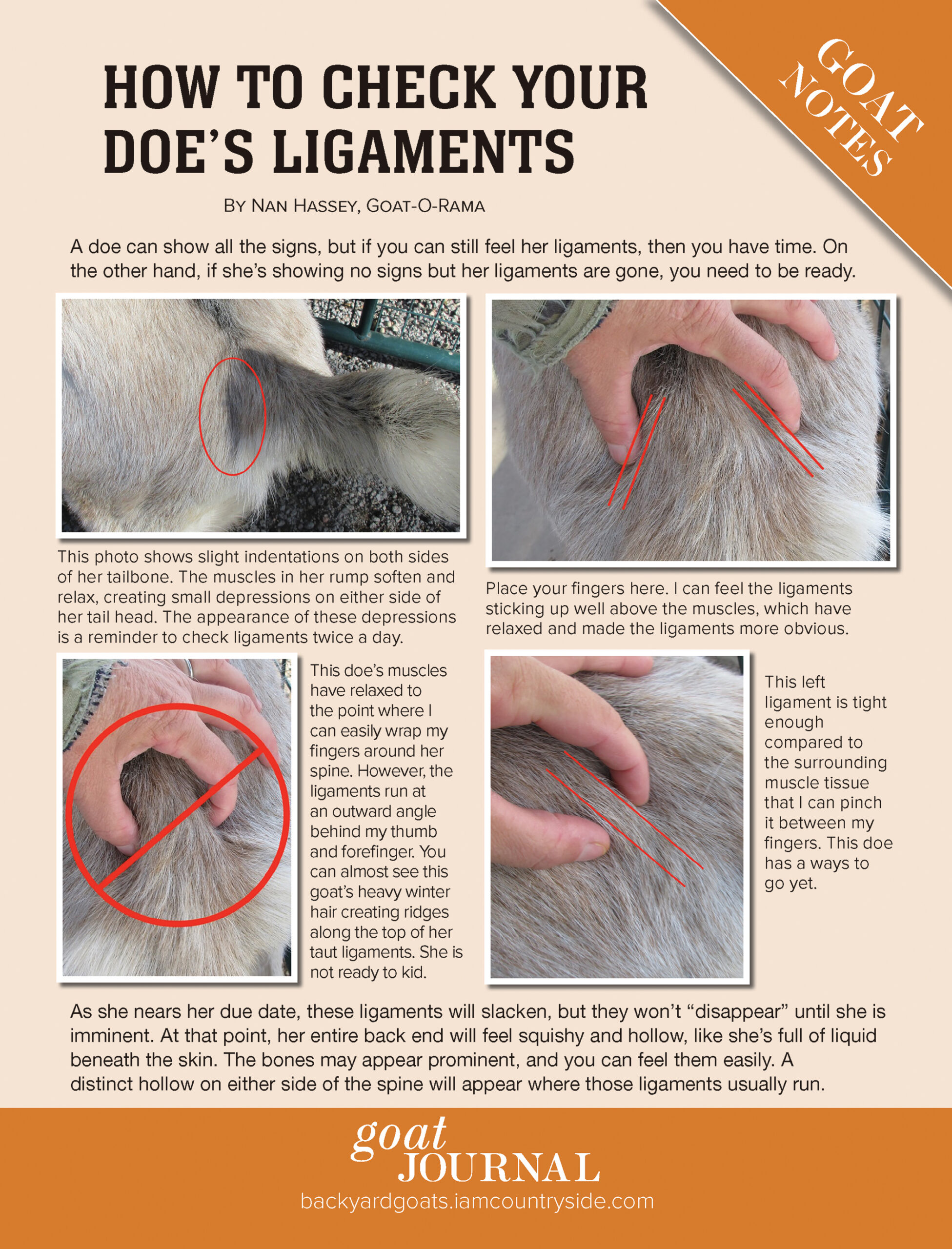 How to Check Your Doe’s Ligaments - Goat Journal